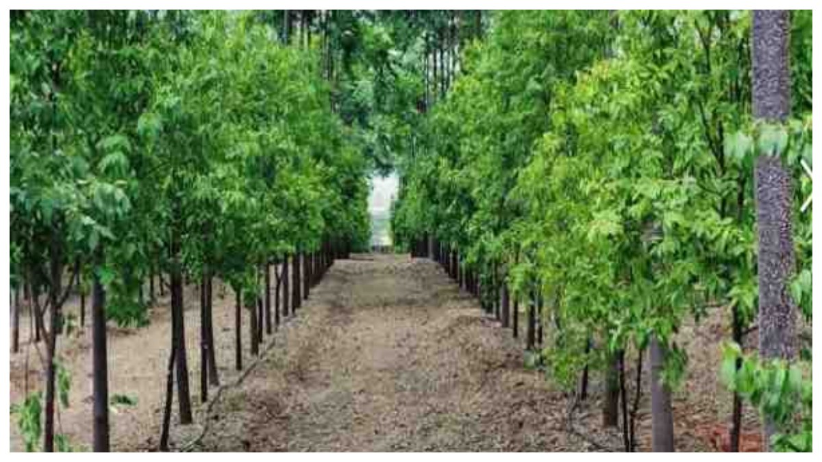 Mahogany Trees: ನಿಮ್ಮನ್ನು ಕೋಟ್ಯಾಧಿಪತಿ ಮಾಡಬಲ್ಲದು ಈ ಮರ! | Business Idea ...