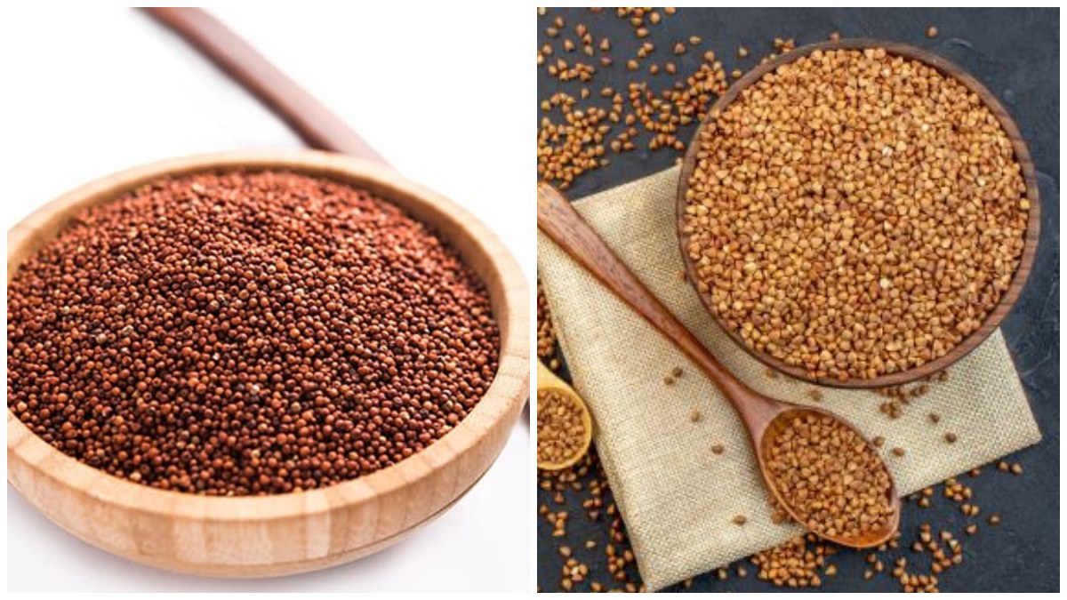 Ragi Varieties: 77 ರಾಗಿ ತಳಿ ಬೆಳೆದ ಕರುನಾಡಿನ ಹೆಂಗಳೆಯರು, ಈ ಸಿರಿ ಧಾನ್ಯದ ...